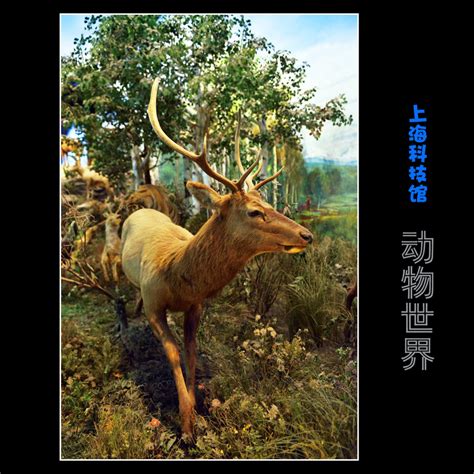 【动物世界摄影图片】上海科技馆生态摄影老色廊摄影博客太平洋电脑网摄影部落