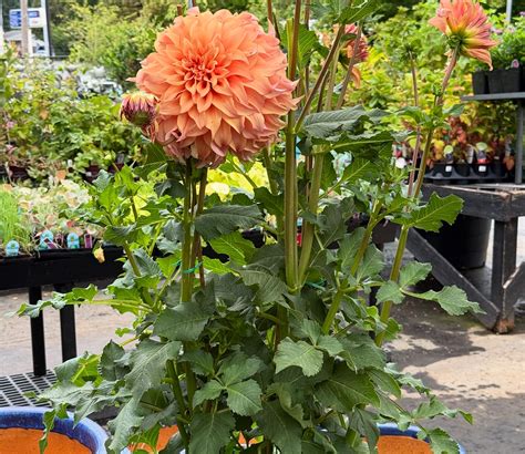 Watsons Greenhouse And Watsons Greenhouse And Nursery