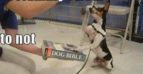 Dog Bible Imgur
