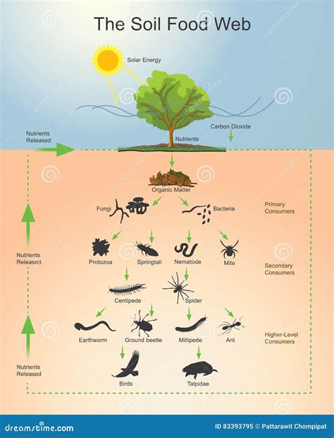 The Nitrogen Cycle Cartoon Vector 70814797