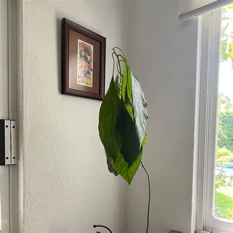 Propagating Your Avocado 🥑 Step By Step Guide