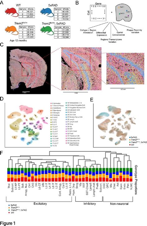 Figure 1 From Single Cell Spatial Transcriptomics Reveals Distinct