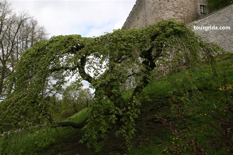 발틱여행 2 에스토니아 탈린 구시가지 주투어그리다