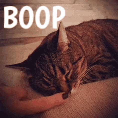 Nose Boop  Nose Boop Kitten Discover And Share S