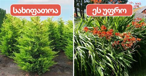 სახიფათო ხუთეული რომელი მცენარის გაზრდა არ შეიძლება ნაკვეთზე