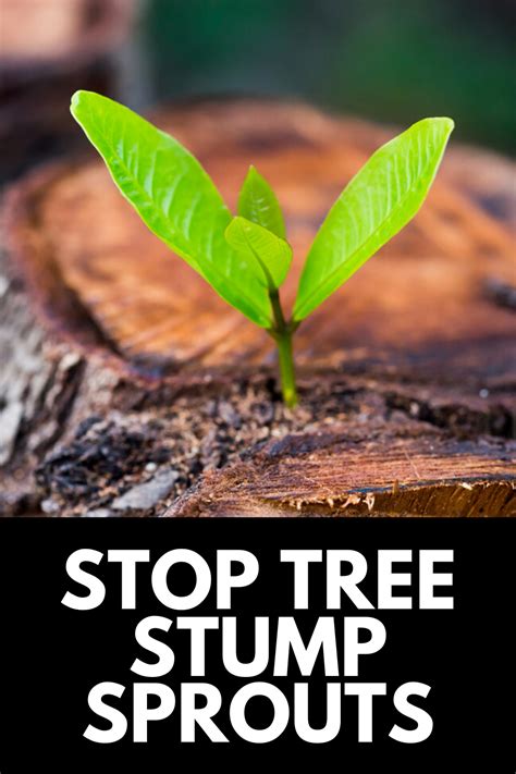 How To Stop Tree Sprouts From Stump For Good Own The Yard Tree Stump Tree Stump Killer