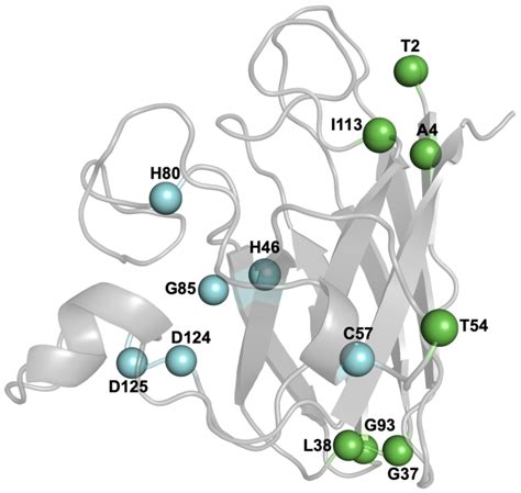 Sod1 Monomer Structure Coloured In Grey The Residues Which Form Wtl Download Scientific