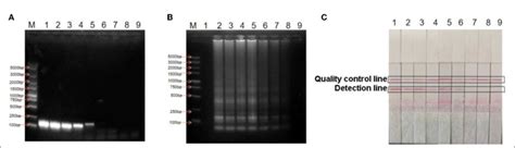 Figure E Detection Of Sensitivity A Sensitivity Of Pcr B