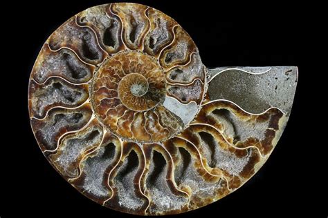 6 1 Cut Ammonite Fossil Half Agatized 79158 For Sale