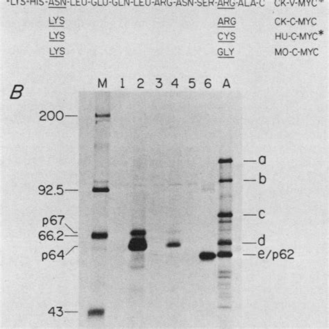 Comparative Immunoprecipitations Of C Myc Proteins From The Human Sclc Download Scientific