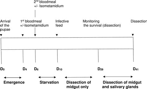 Experimental Scheme Used To Evaluate The Ability Of Sterile Male G F