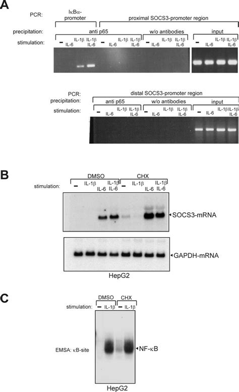 Nf B Activated By Il 1 Does Not Act Directly Through Binding To The