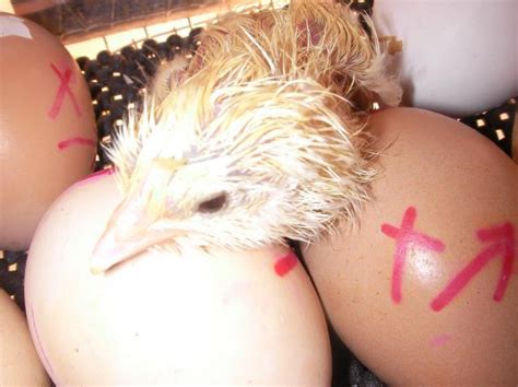 Homemade Chicken Incubator BackYard Chickens Learn How To Raise Chickens