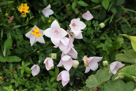 10 Fleurs Qui Doivent être Plantées Pour Qu Elles Puissent Fleurir Tout