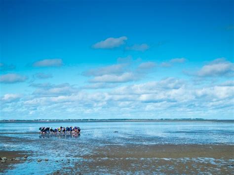 Premium Photo Landscape View Of The North German Wadden Sea At Low Tide With A Guided Group Of