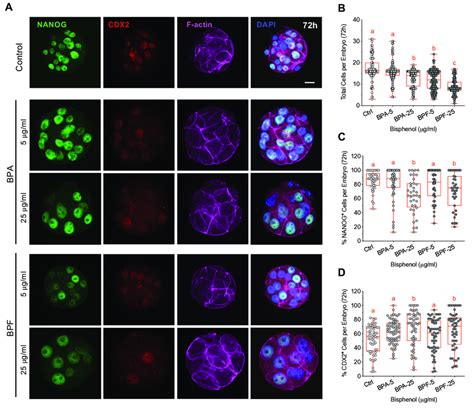 Bisphenol Exposure During Morula Formation Disrupts Cell Division And Download Scientific