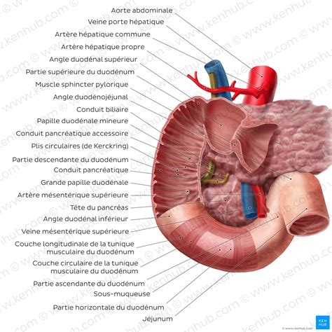 Duodénum Anatomie Histologie Structure Fonctions Kenhub