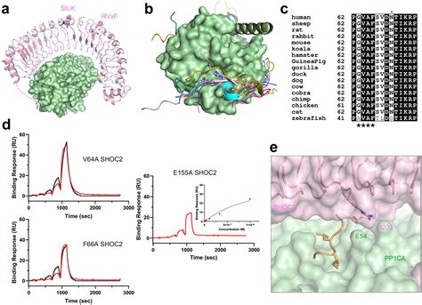 Structure Of The Shoc2 Mras Pp1c Complex Provides Insights Into Raf Activation And Noonan