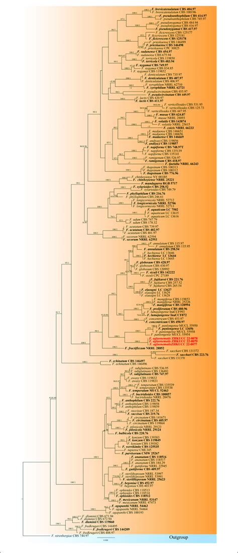 the best scoring raxml tree obtained from the combined cmda rpb1