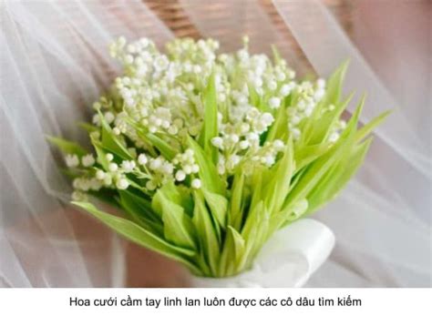 Hoa C I C M Tay Linh Lan Lo I Hoa C S N N Nhi U Nh T Trong Ng Y Tr Ng I