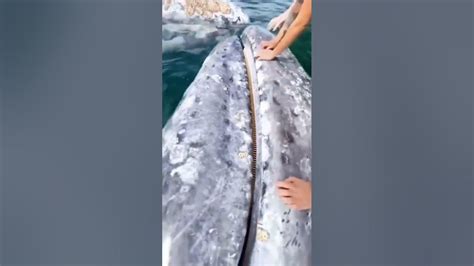 شكل أسنان الحوت🐋 Youtube