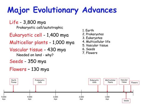 Ppt Angiosperm Evolution Powerpoint Presentation Free Download Id