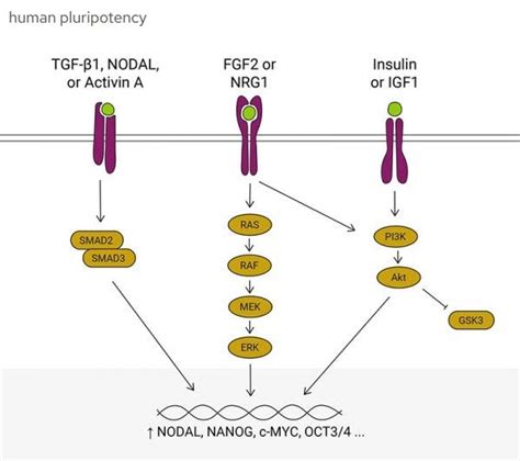 Human Pluripotency Media Xl Biotec Company Ltd Medium