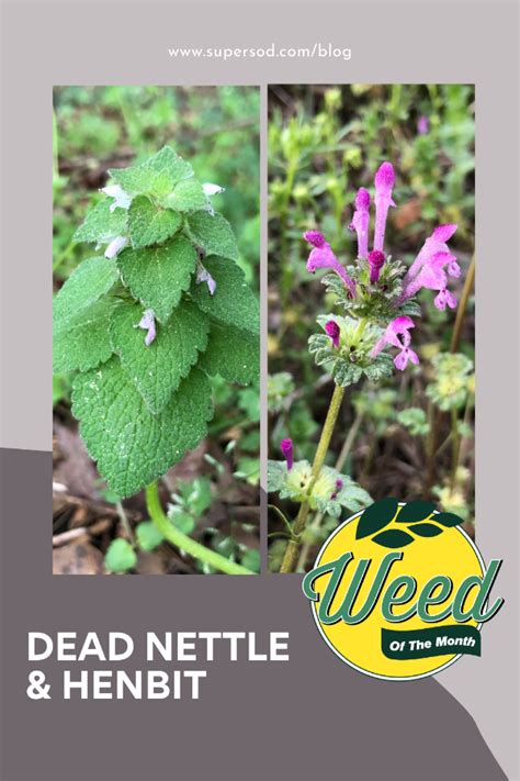 Getting Rid Of Dead Nettle And Henbit Weeds Weed Control