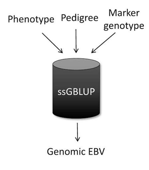 4 Simplistic Overview Of The Single Step Genomic Selection Approach Download Scientific