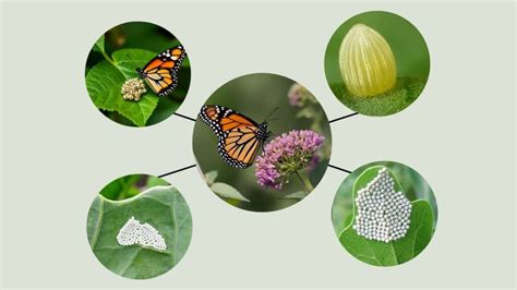 Monarch Butterfly Eggs Identification Stages And Facts