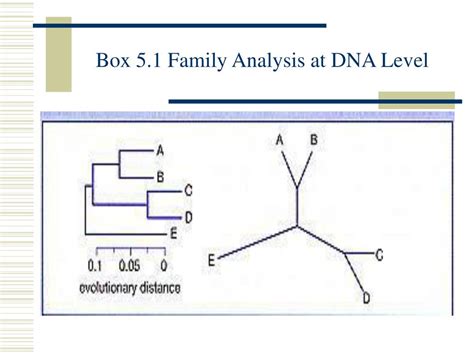 Ppt Dna Sequence Analysis Powerpoint Presentation Free Download Id
