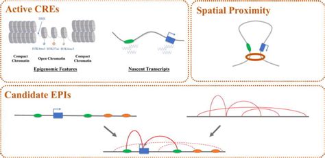 Exploring 3d Chromatin Contacts In Gene Regulation The Evolution Of