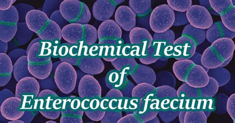 Biochemical Test Of Enterococcus Faecium