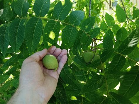 What Is This Tree With Sticky To The Touch Citrus Smelling Fruits Theyre Not Limes And They Don