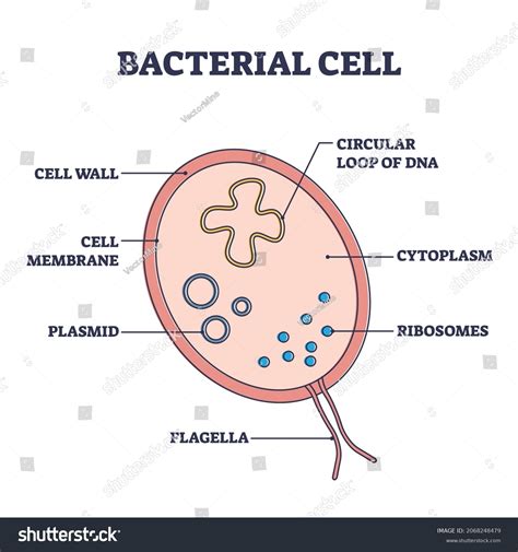 Simple Bacteria Structure