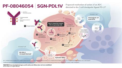 Pd L1 Directed Antibody Drug Conjugate Pfizer Oncology Development Website