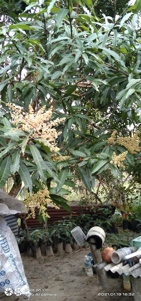 Guna Teknik Ini Pada Pokok Buah Yang Enggan Berbuah, 6 Bulan Dah Nampak Hasilnya
