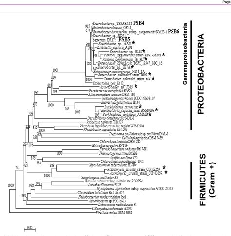 Figure 1 From Effect Of Carbon Nitrogen Sources And Abiotic Stress On