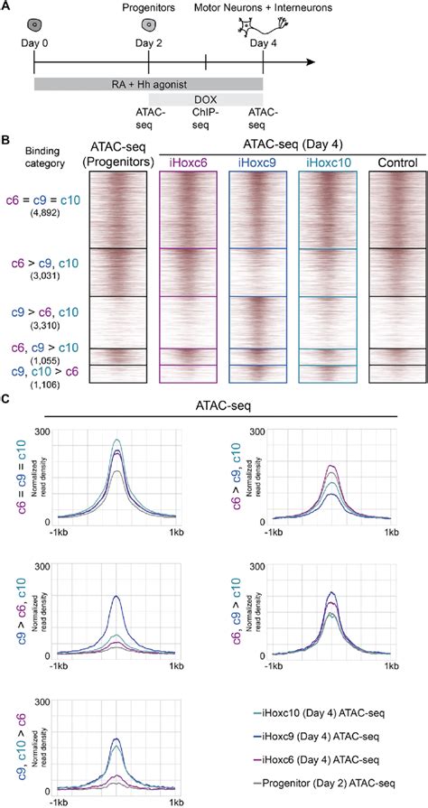 Hox Tf Binding Increases Chromatin Accessibility A Overview Of The Download Scientific