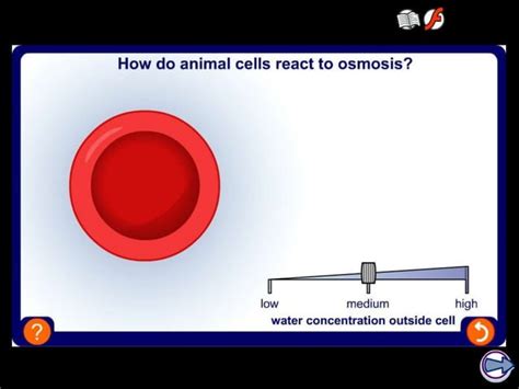 Cambridge Igcse Biology 2016 2018 Movement In And Out Of Cells Cell Pptx