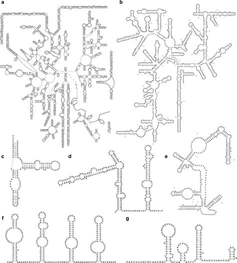 Example Human RNA 2D Structures Generated By R2DT A Cytoplasmic LSU Download Scientific