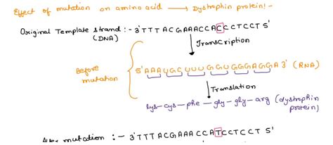 Solved In One Type Of Mutation Leading To A Form Of Thalassemia The Mutation Of A Single Base