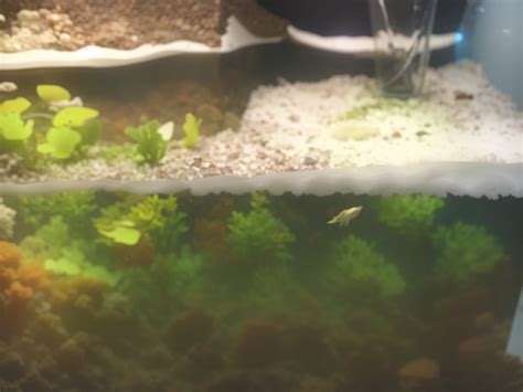 Dealing With Foam In Turtle Tank Aquarium Swimming Pool And Spa Dealing With Foam In Turtle Tank Aquarium Swimming Pool And Spa