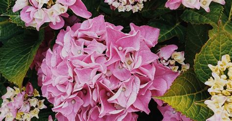 계절 관목 관상용 관목 관상용 식물 꽃 꽃 송이 꽃무늬 꽃밭 꽃이 만발한 관목 꽃이 피는 꽃잎 나뭇잎 네덜란드 노스 브라반트 녹지 다년생 무성한