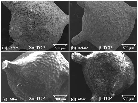 sem images showing the morphological structure of zn tcp a before