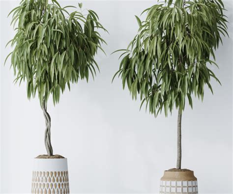 Artstation Hq Houseplants Huge Ficus Binnendijkii Alii Maclellandii