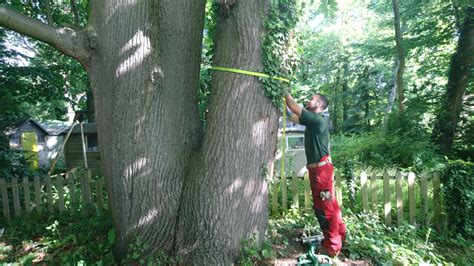 Tree Surgery
