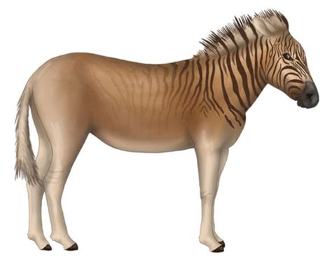 Equidae Terra Speculative Evolution Wiki Fandom