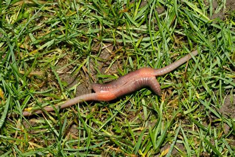 Worms On My Lawn A Wildlife Blog By Sean Mcmenemy Ark Wildlife Uk