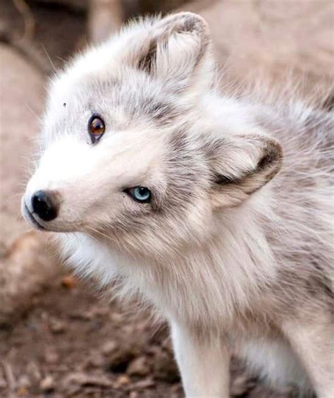 Pin By Marcus On Animaux Animals Beautiful Different Colored Eyes